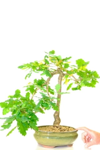 Oak Bonsai Tree - Bonsai Trees for Sale UK