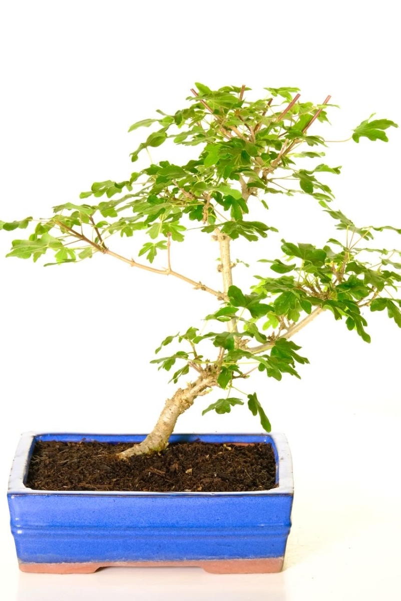 Acer Campestre Bonsai Starter Tree - Captivating Outdoor Sapling