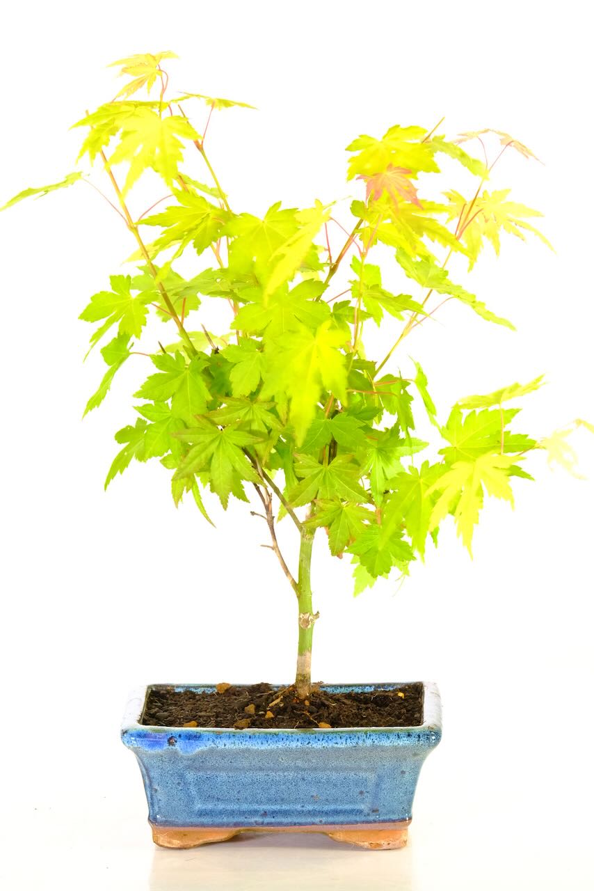 Japanese Maple Bonsai Tree | Informal Upright Orange Dream