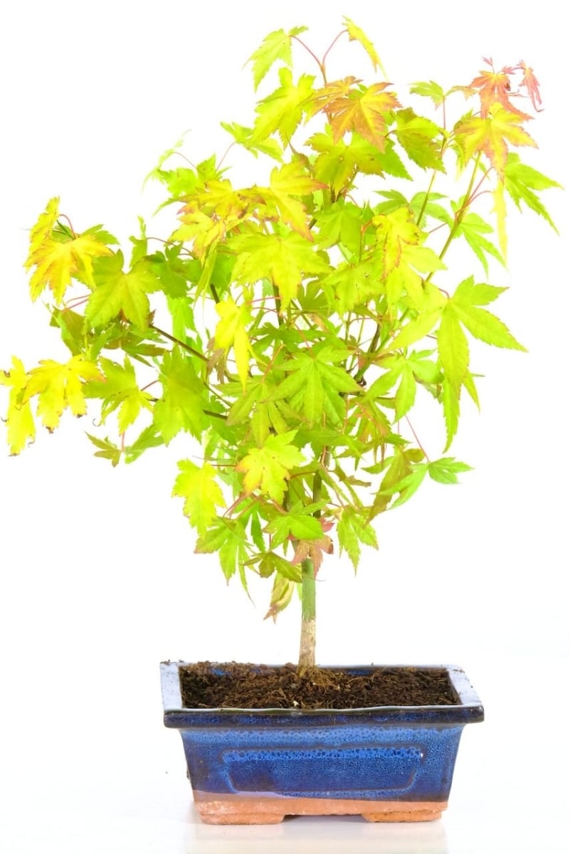 Japanese Maple Bonsai Sapling | Informal Upright Orange Dream