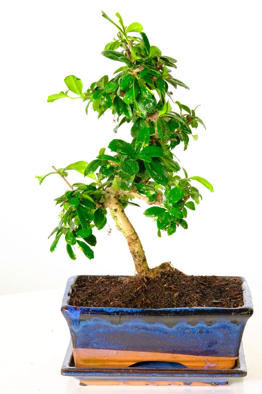 Fukien Tea Tree Flowering Bonsai with Mature Feautres