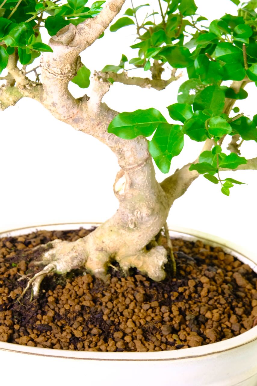 Characteristic Ligustrum Bonsai with Natural Character Trunk UK