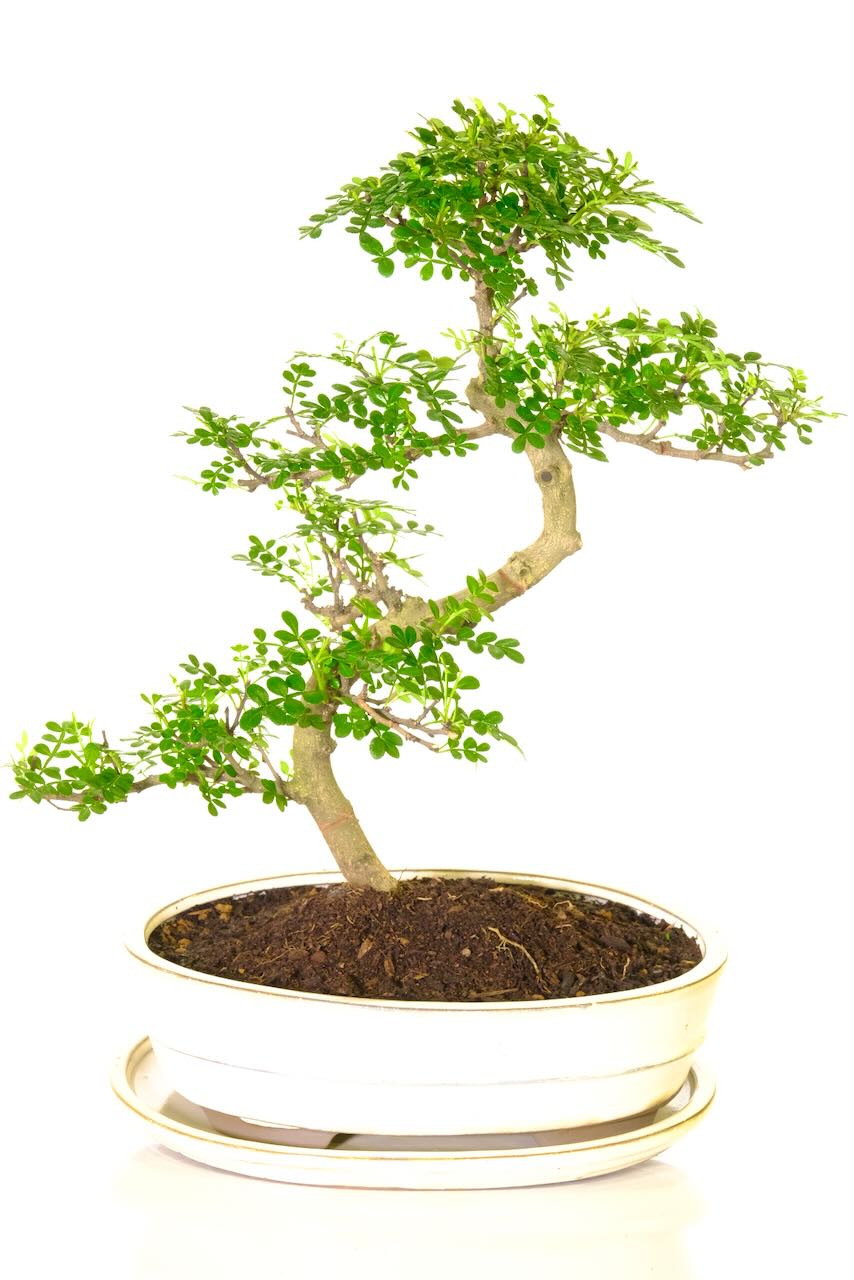 A Curvaceous Zanthoxylum Piperitum Bonsai : Beautiful scent