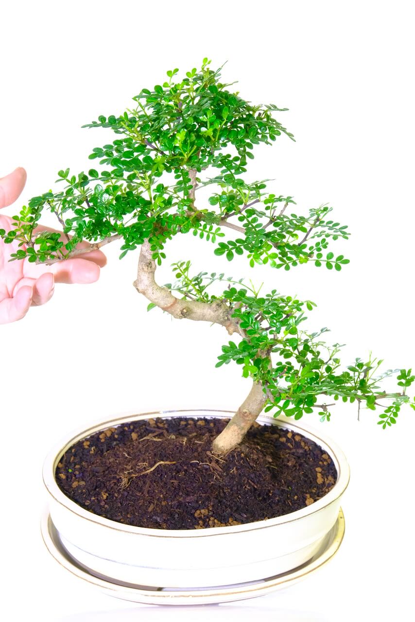 A Curvaceous Zanthoxylum Piperitum Bonsai : Beautiful scent