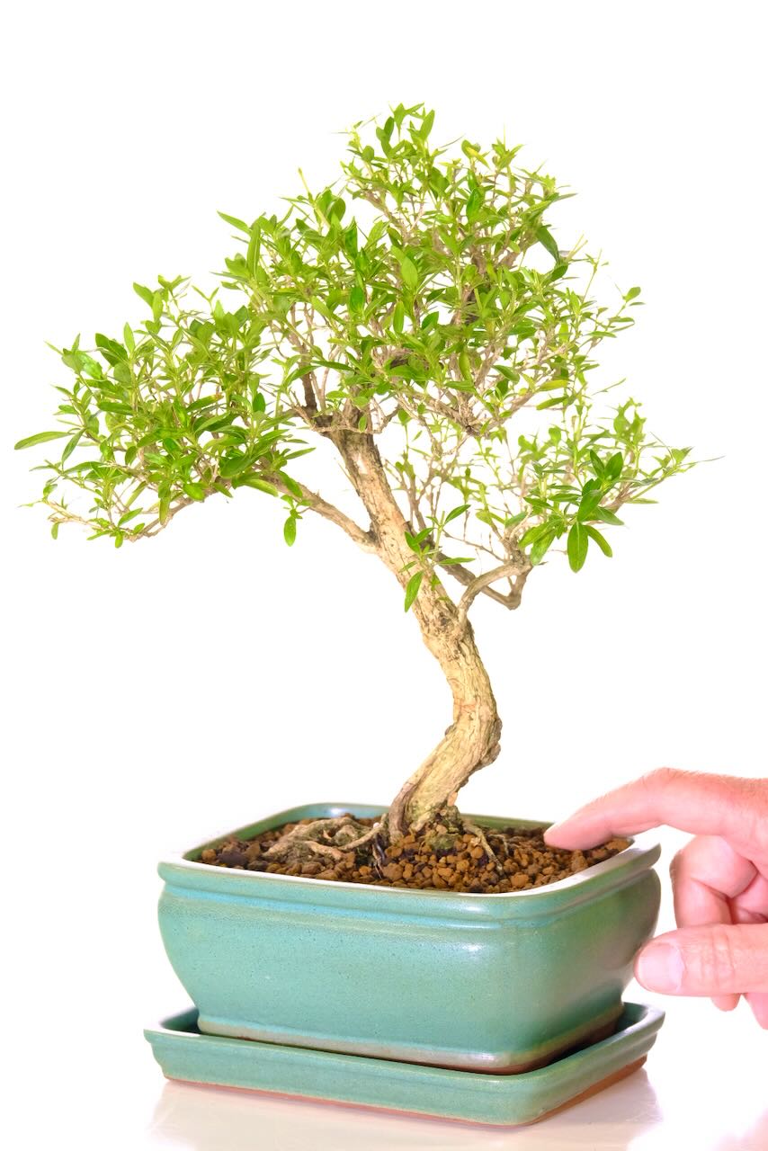Tree of a Thousand Stars Flowering Bonsai : Amazing Roots UK