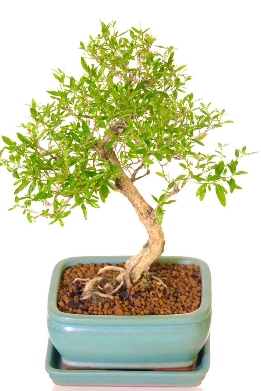 Tree of a Thousand Stars Flowering Bonsai : Amazing Roots UK