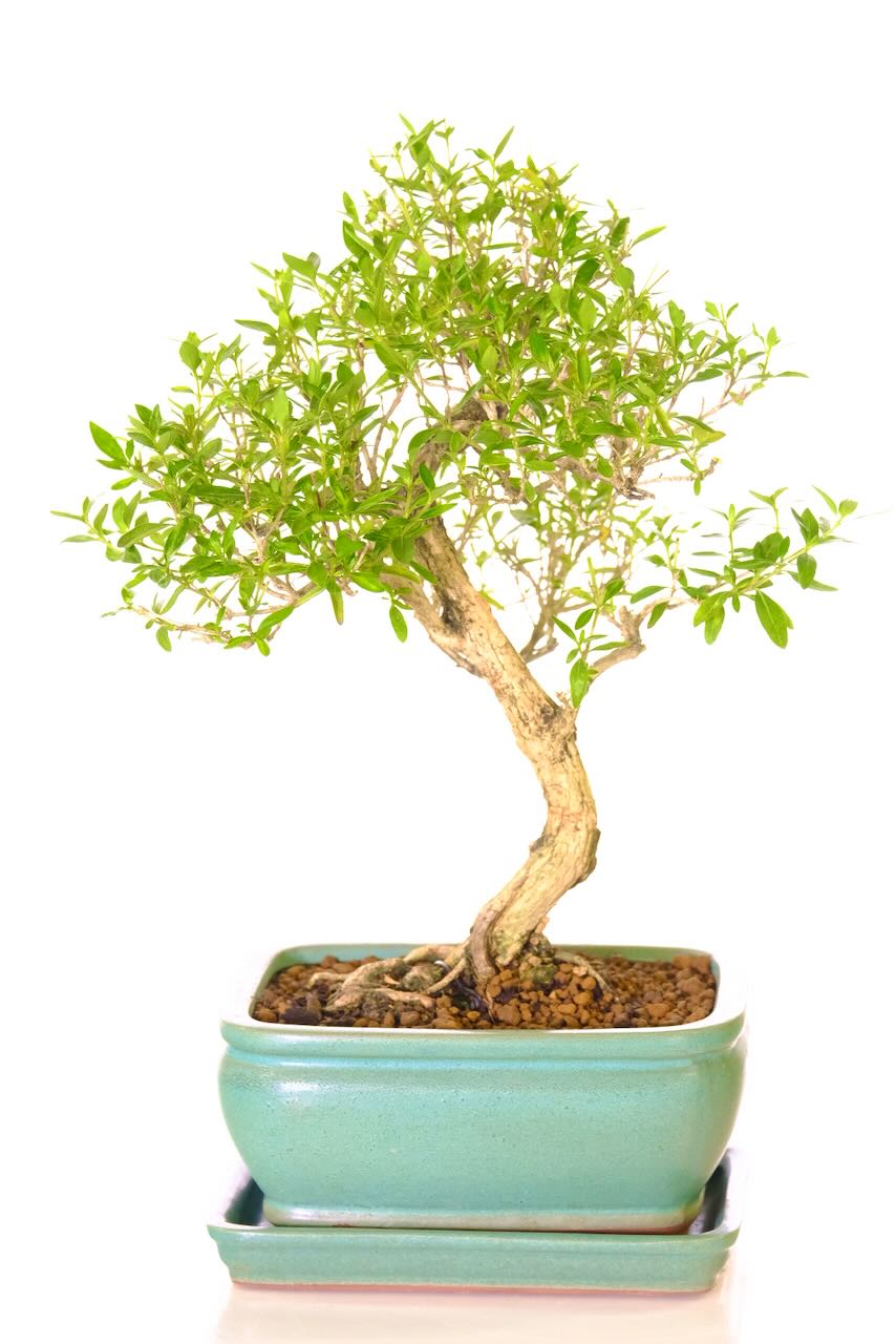 Tree of a Thousand Stars Flowering Bonsai : Amazing Roots UK