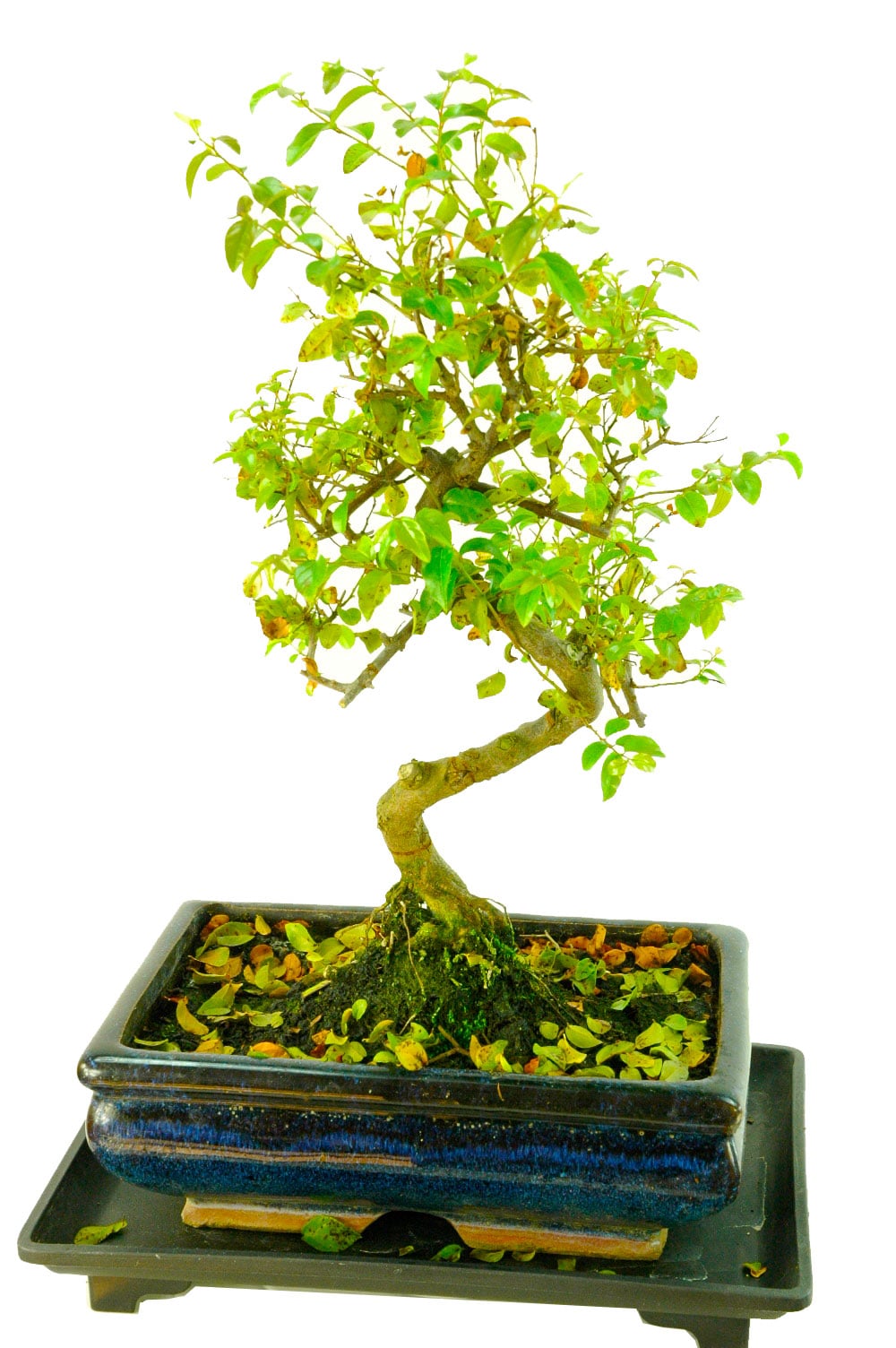 Long and spindly shoots (leaves falling) - Bonsai Trees for Sale UK