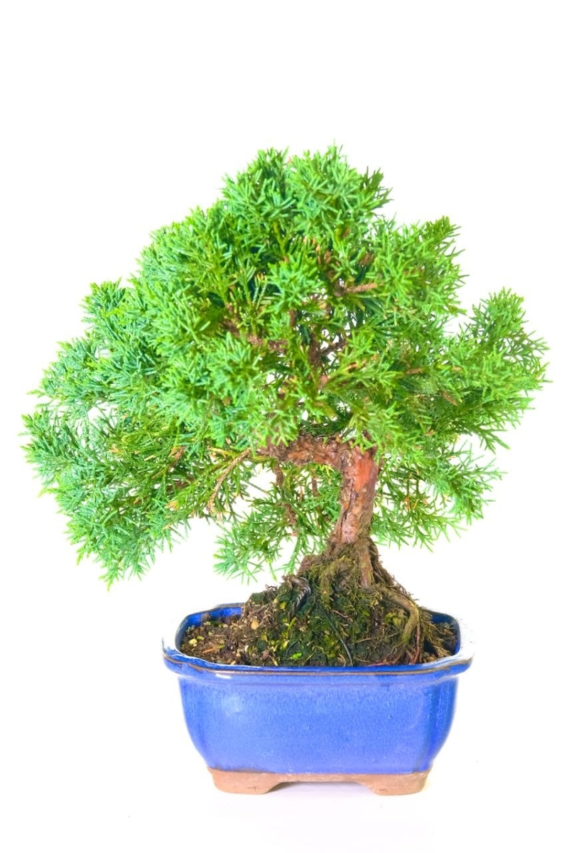 Our Range of Outdoor Bonsai Trees for Sale from Bonsai Direct