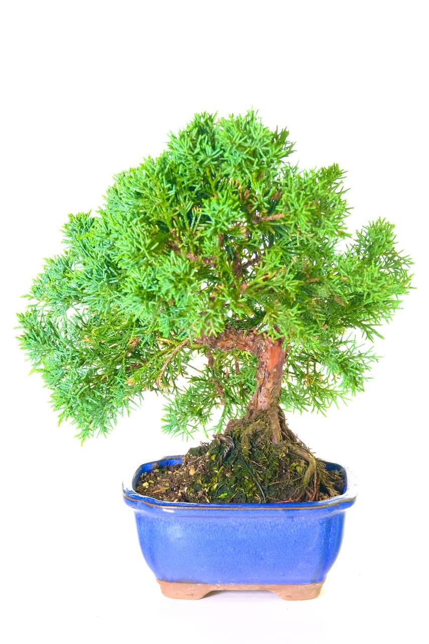 Chinese Juniper Bonsai Tree | Evergreen Favourite