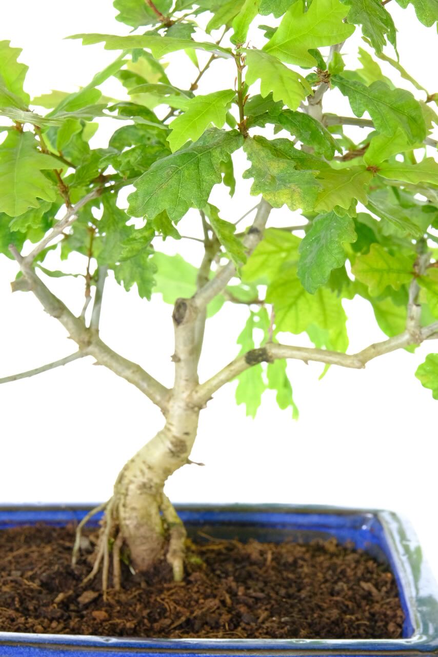 Oak Bonsai Tree for Sale | Quercus Robur Outdoor Bonsai UK