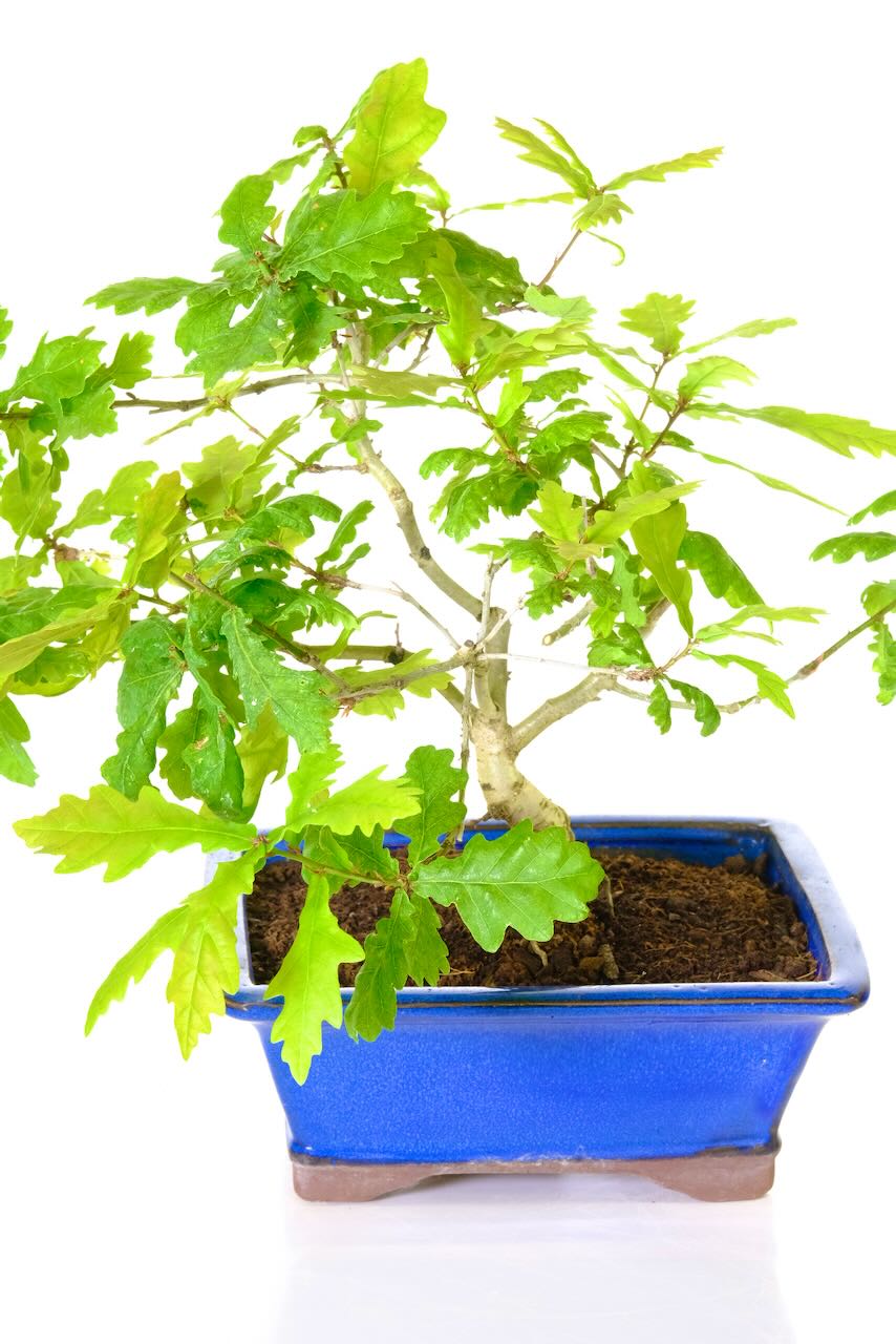 Oak Bonsai Tree for Sale | Quercus Robur Outdoor Bonsai UK