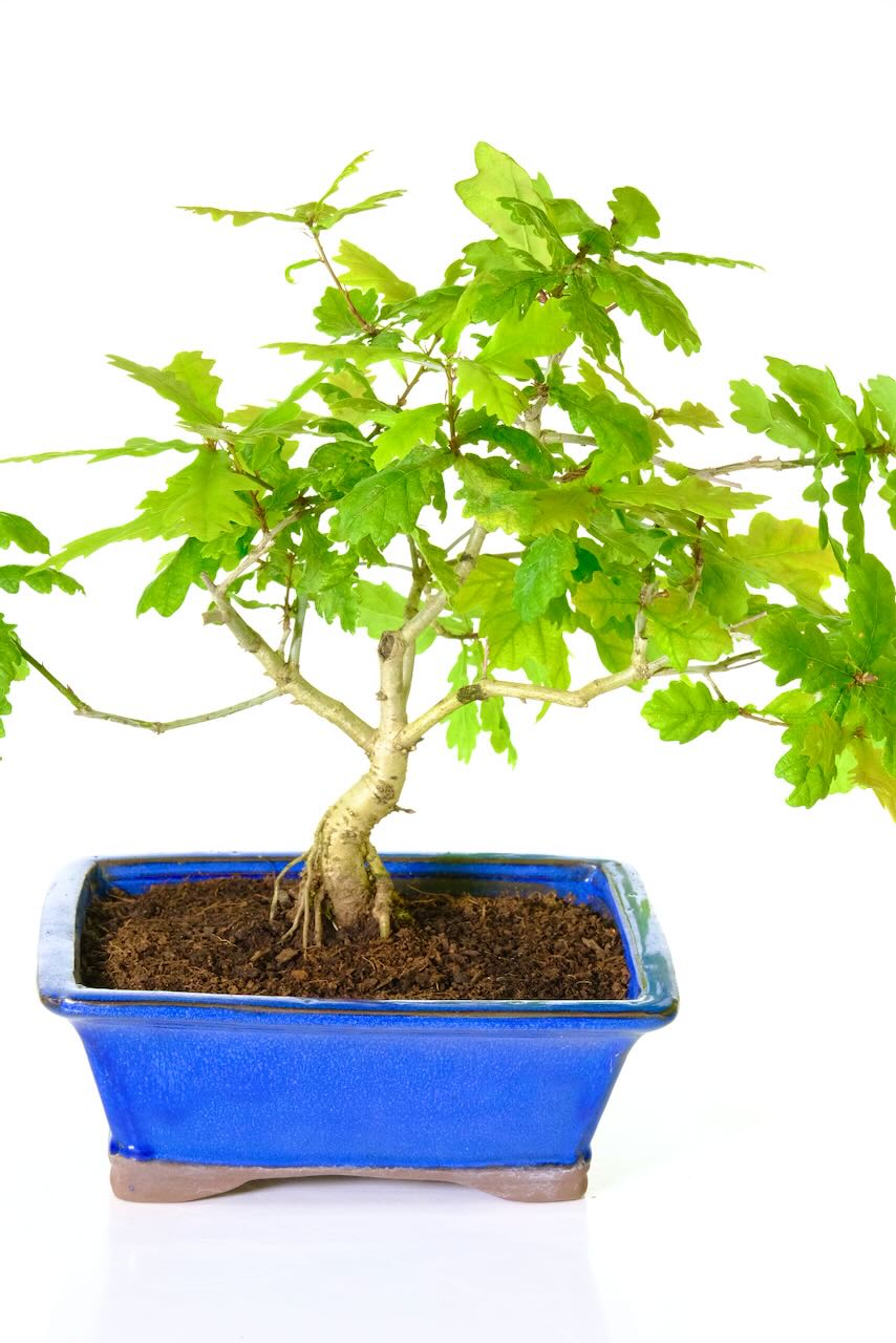 Oak Bonsai Tree for Sale | Quercus Robur Outdoor Bonsai UK