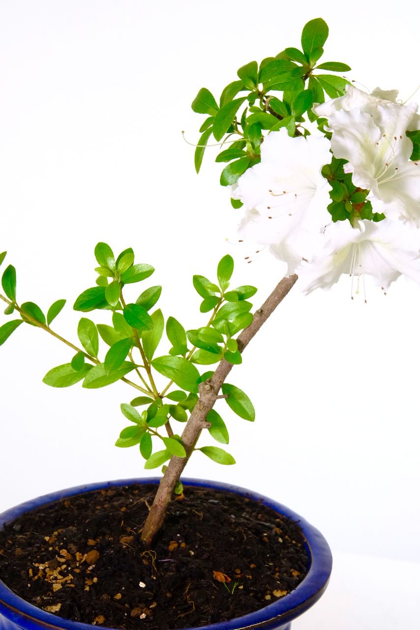 Satsuki Bonsai Azalea | Flowering Japanese Tree in Blue Pot
