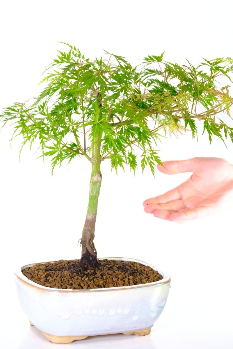 Acer palmatum dissectum maple bonsai for sale with orange leaves