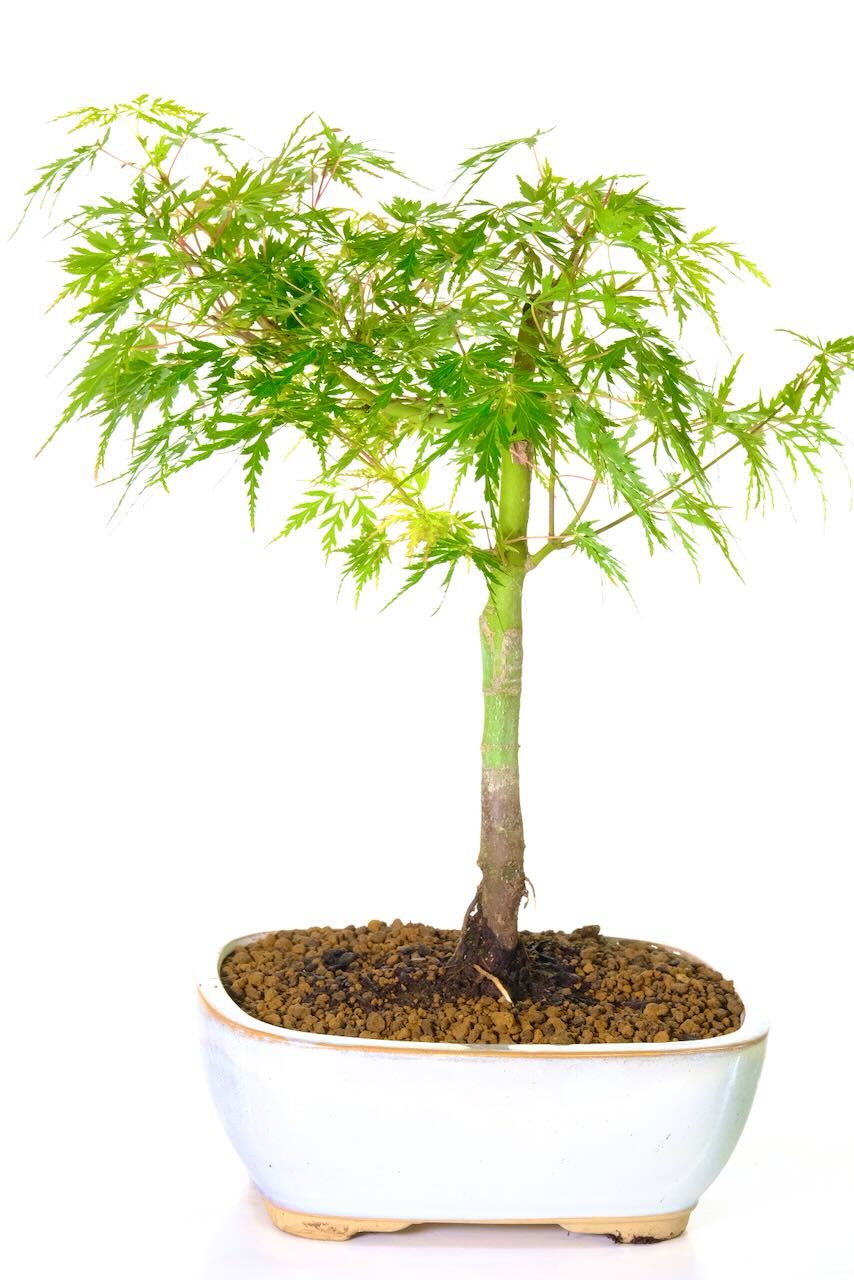 Acer palmatum dissectum maple bonsai for sale with orange leaves