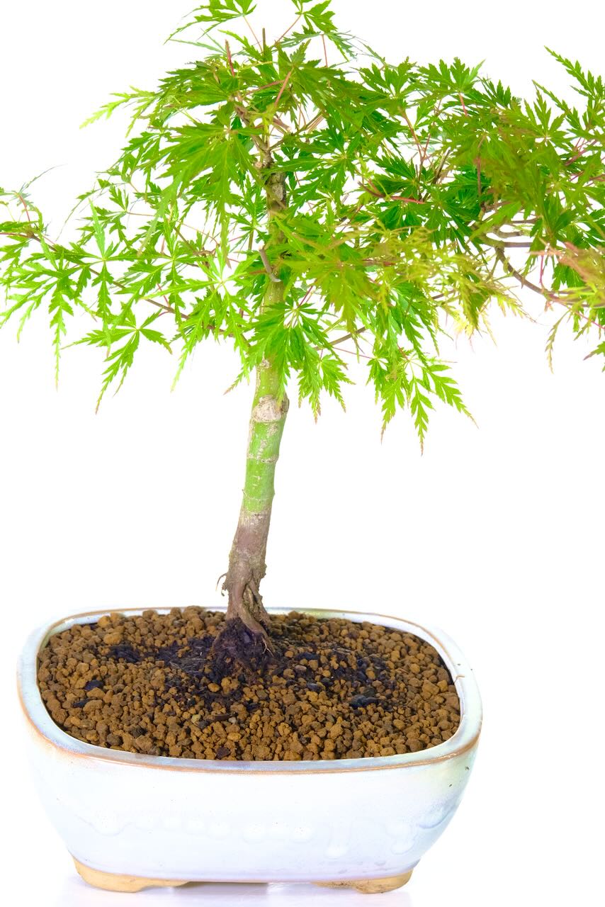 Acer palmatum dissectum maple bonsai for sale with orange leaves