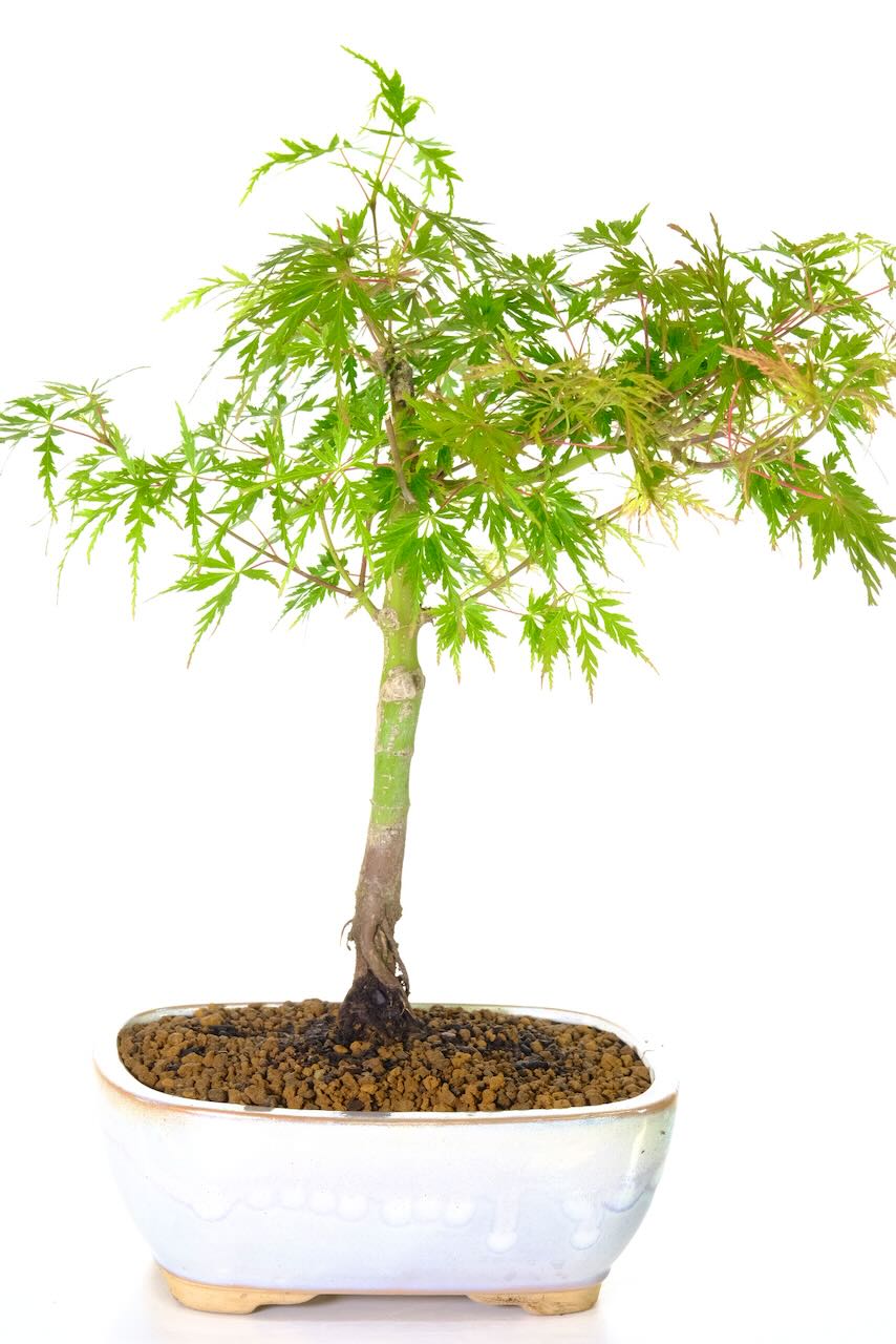 Acer palmatum dissectum maple bonsai for sale with orange leaves
