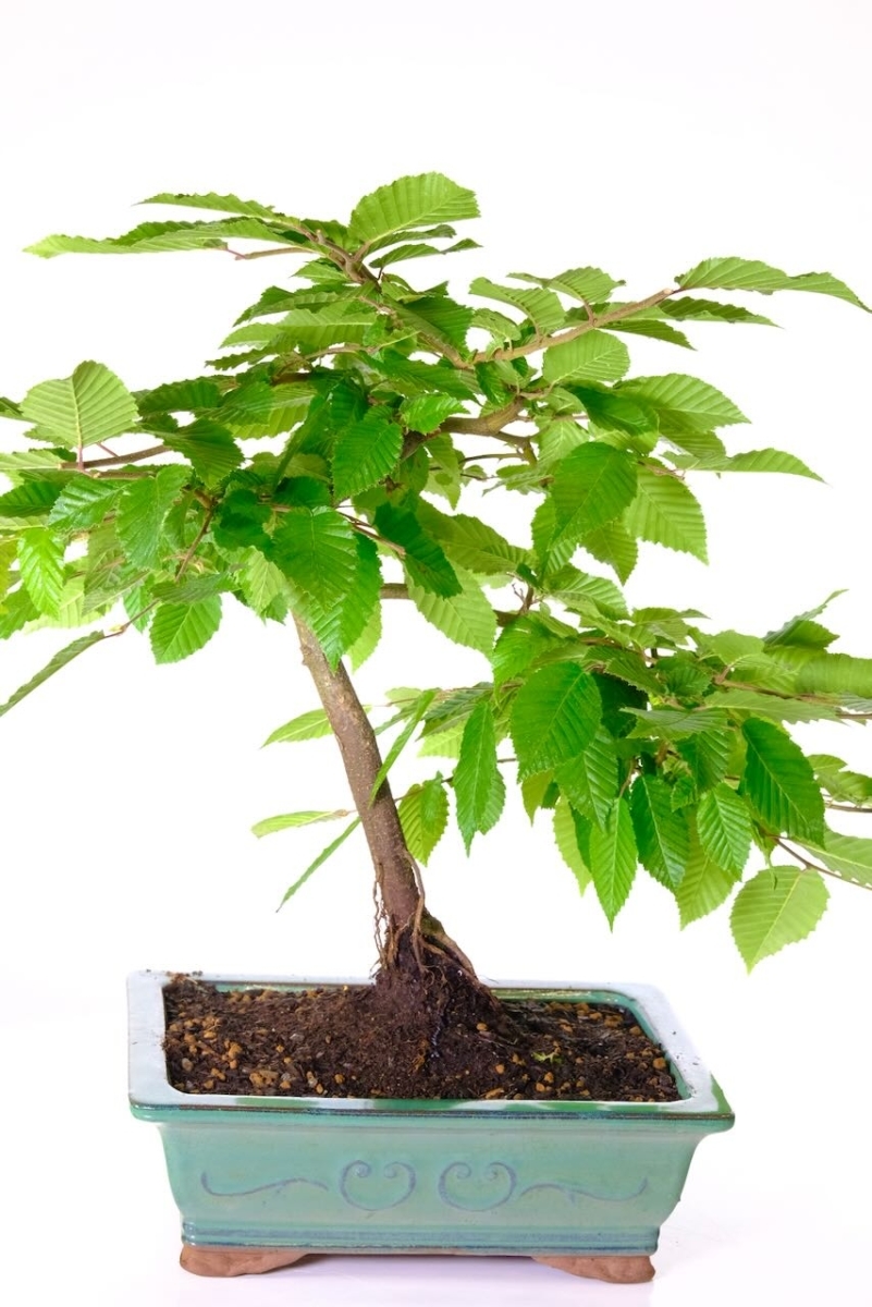 Our Range of Outdoor Bonsai Trees for Sale from Bonsai Direct