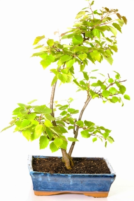Silver Birch Bonsai Archives - Bonsai Trees for Sale UK