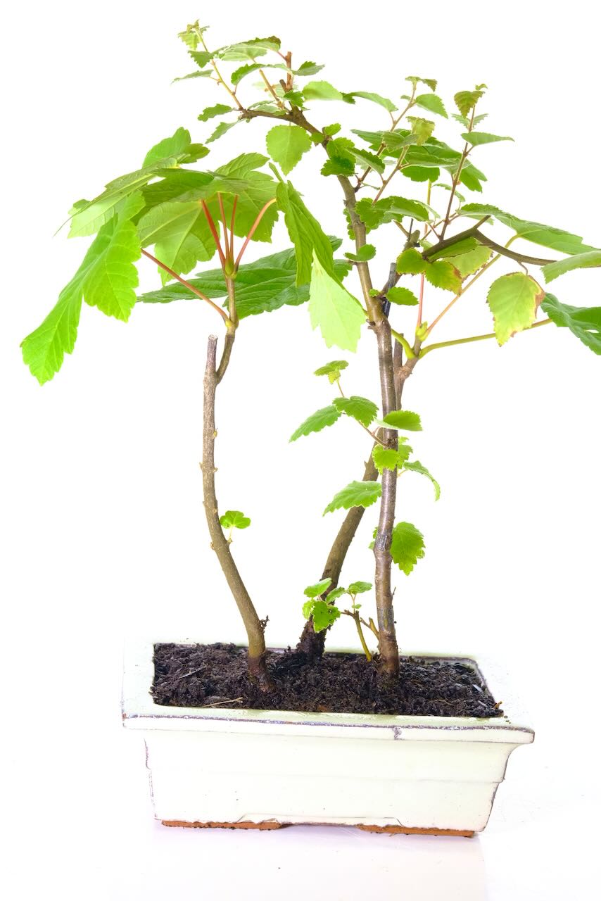 Hardy Bonsai Saplings | Sycamore & Silver Birch Beginners UK