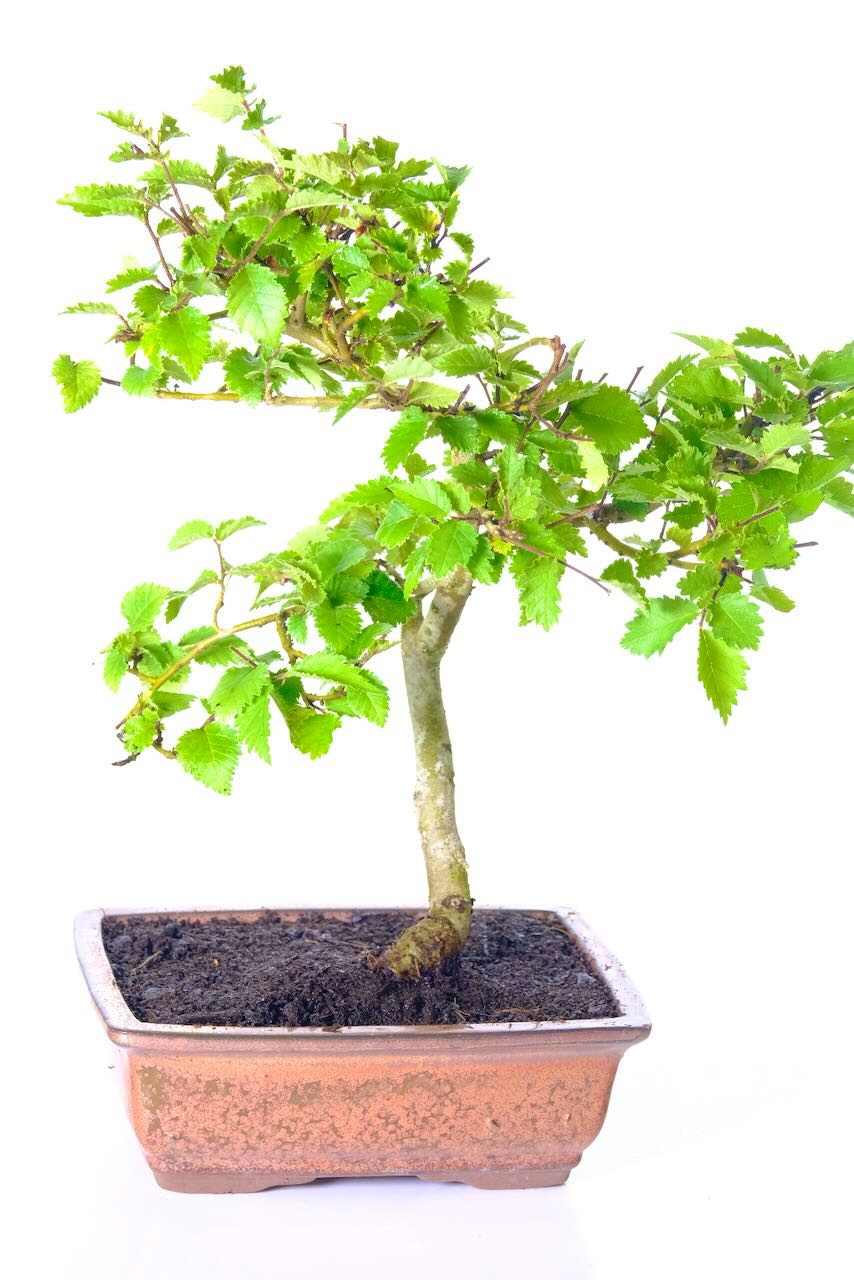 English Elm Bonsai Tree UK | Hardy & Elegant - Classic Design