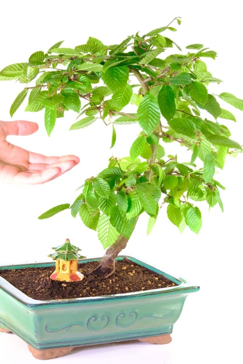 Hazel 'Cobnut' Bonsai Tree with Yellow Catkins and Temple