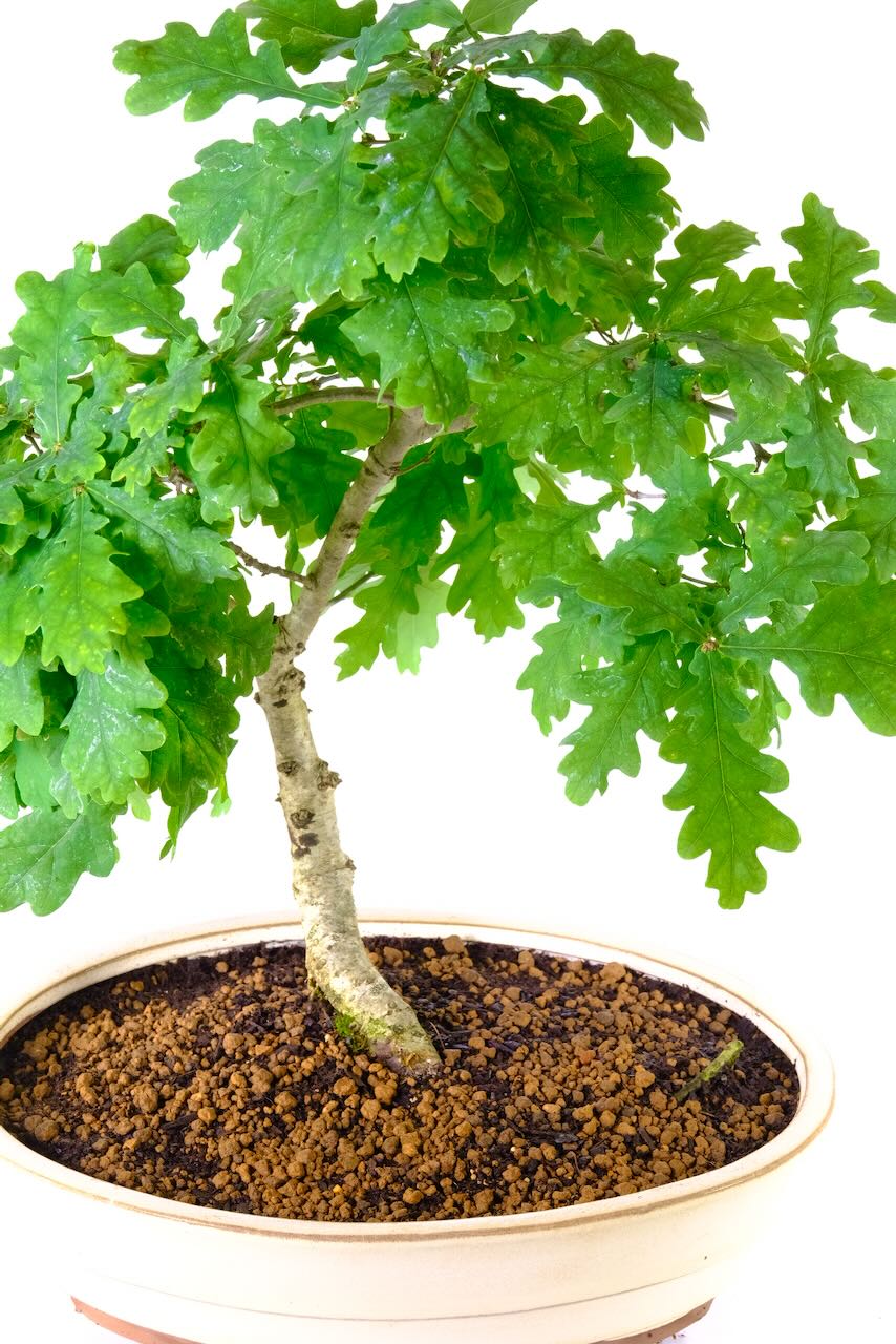 Truly Magnificent woodland Style English Oak Bonsai Tree