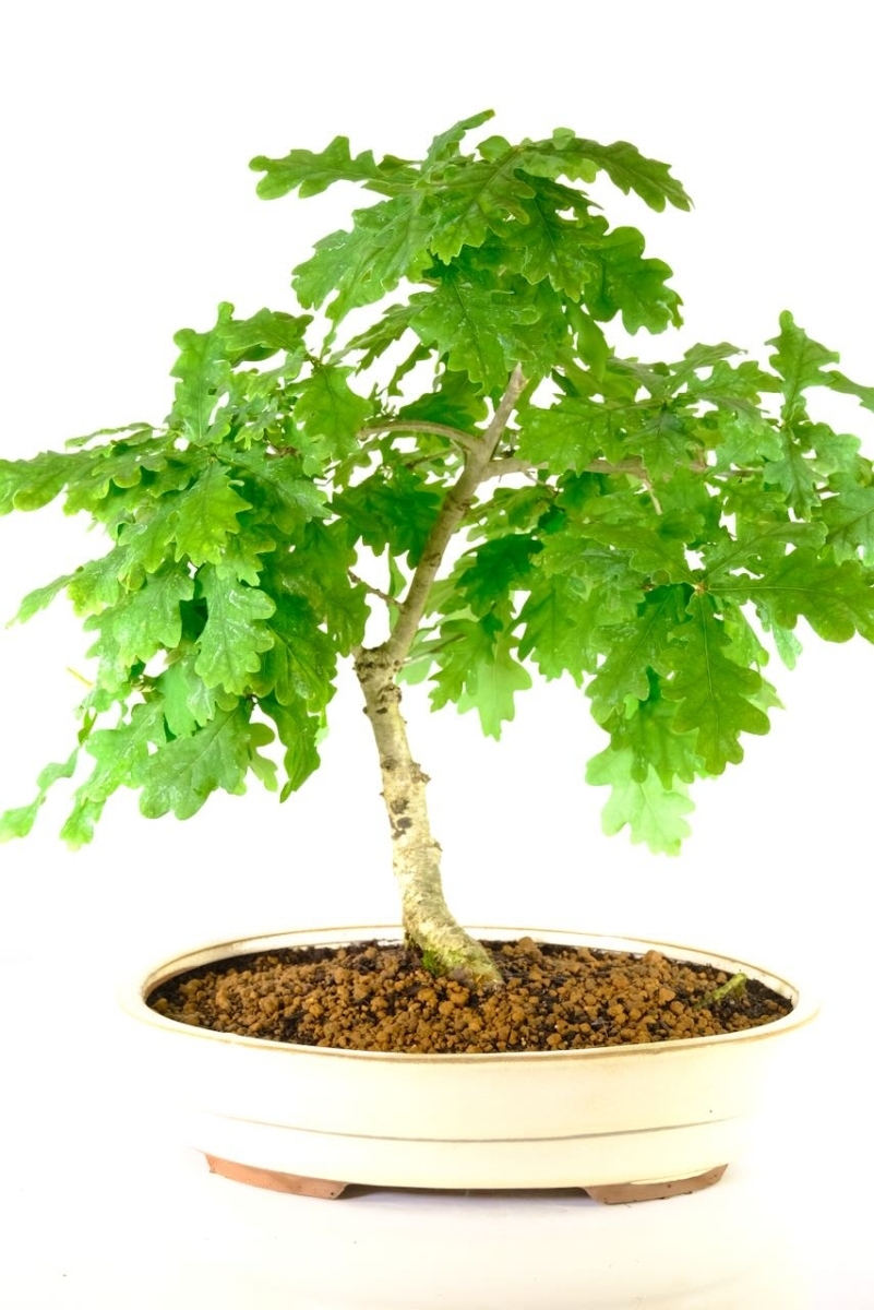 Truly Magnificent woodland Style English Oak Bonsai Tree