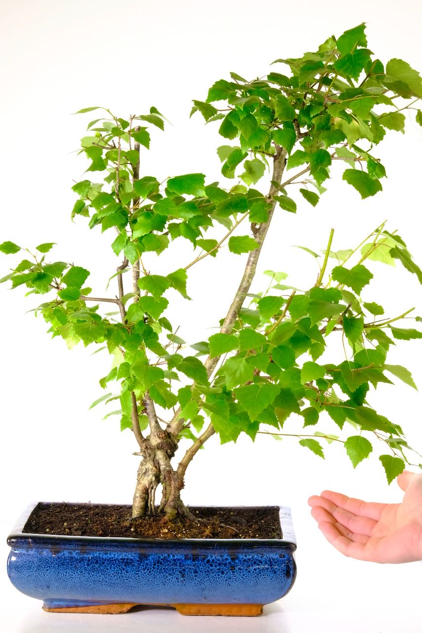 Tall Impressive Silver Birch Bonsai with Unique Multi-Trunk Design