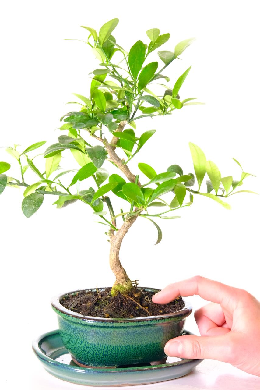 Orange Bonsai Tree (Citrus kinzu) - Long Fruiting Period