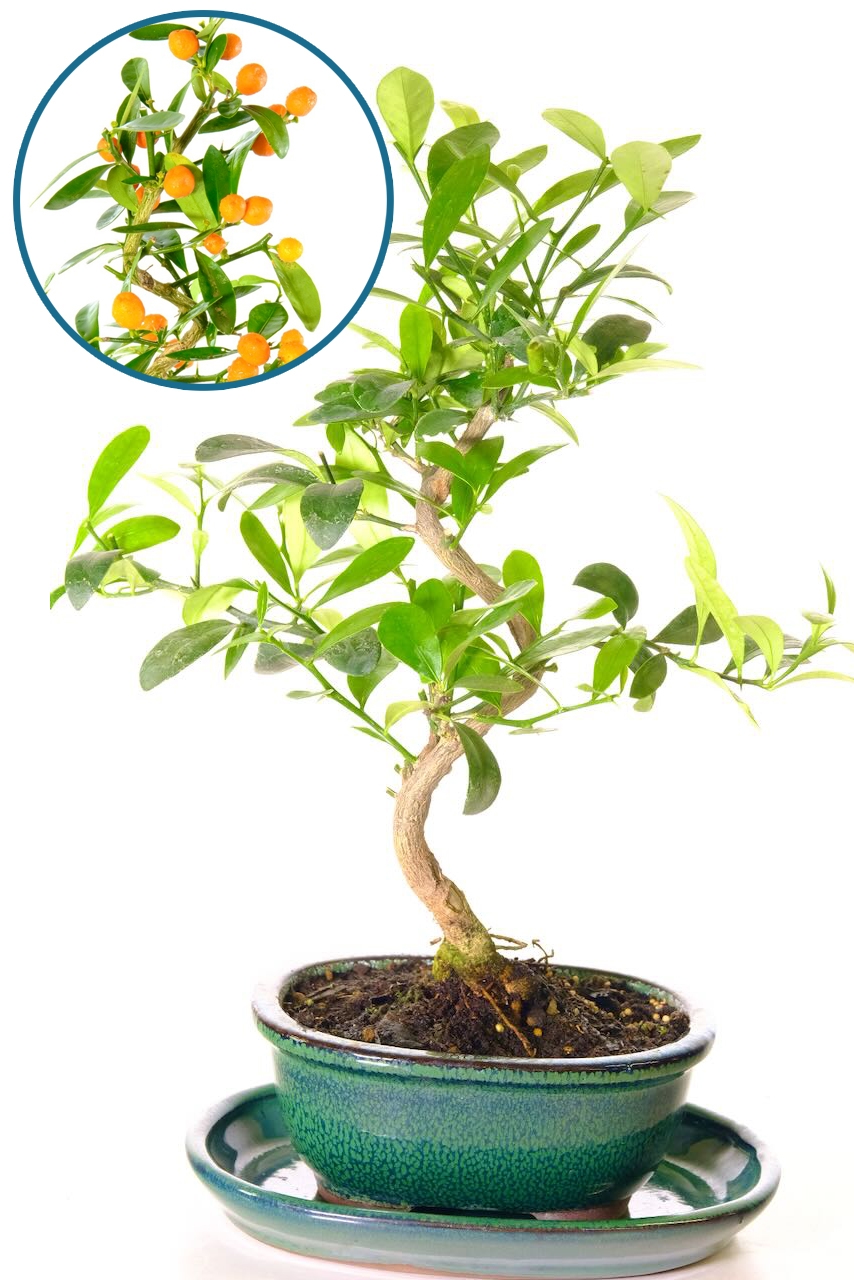 Orange Bonsai Tree (Citrus kinzu) - Long Fruiting Period