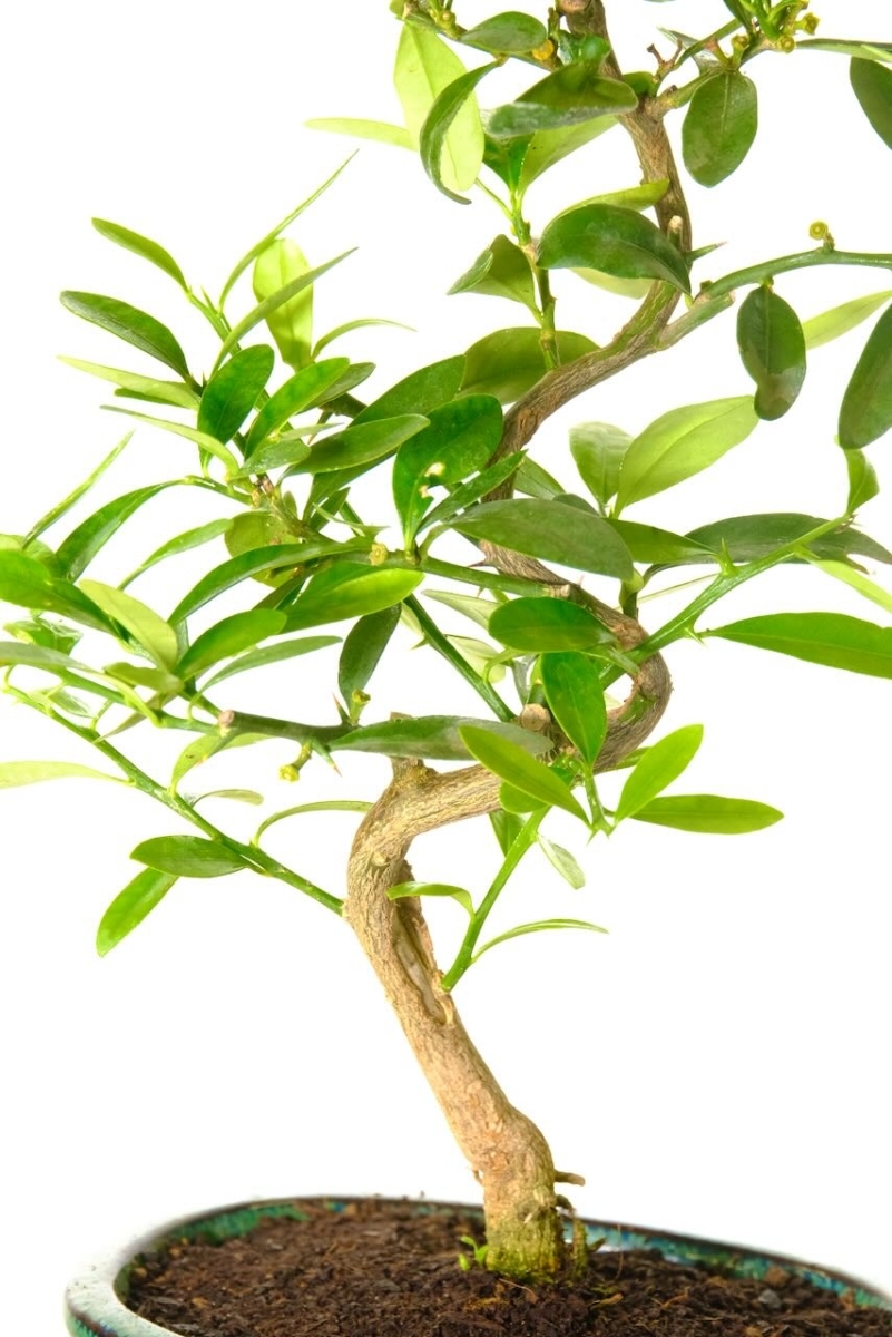 Citrus Bonsai Tree (Citrus kinzu) - Long Fruiting Period | Green Pot