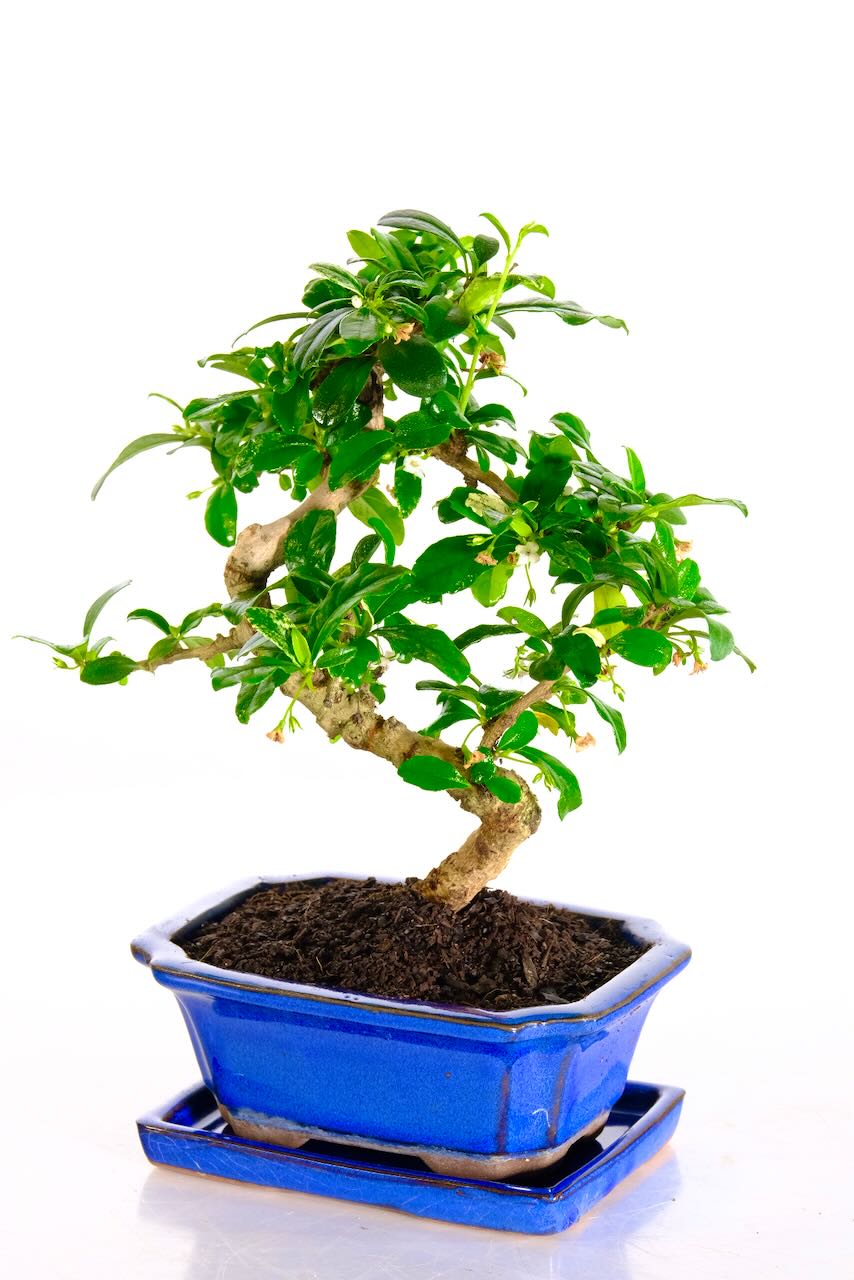 Fukien Tea Tree Bonsai: 11 Year Old Flowering Beauty for Indoors