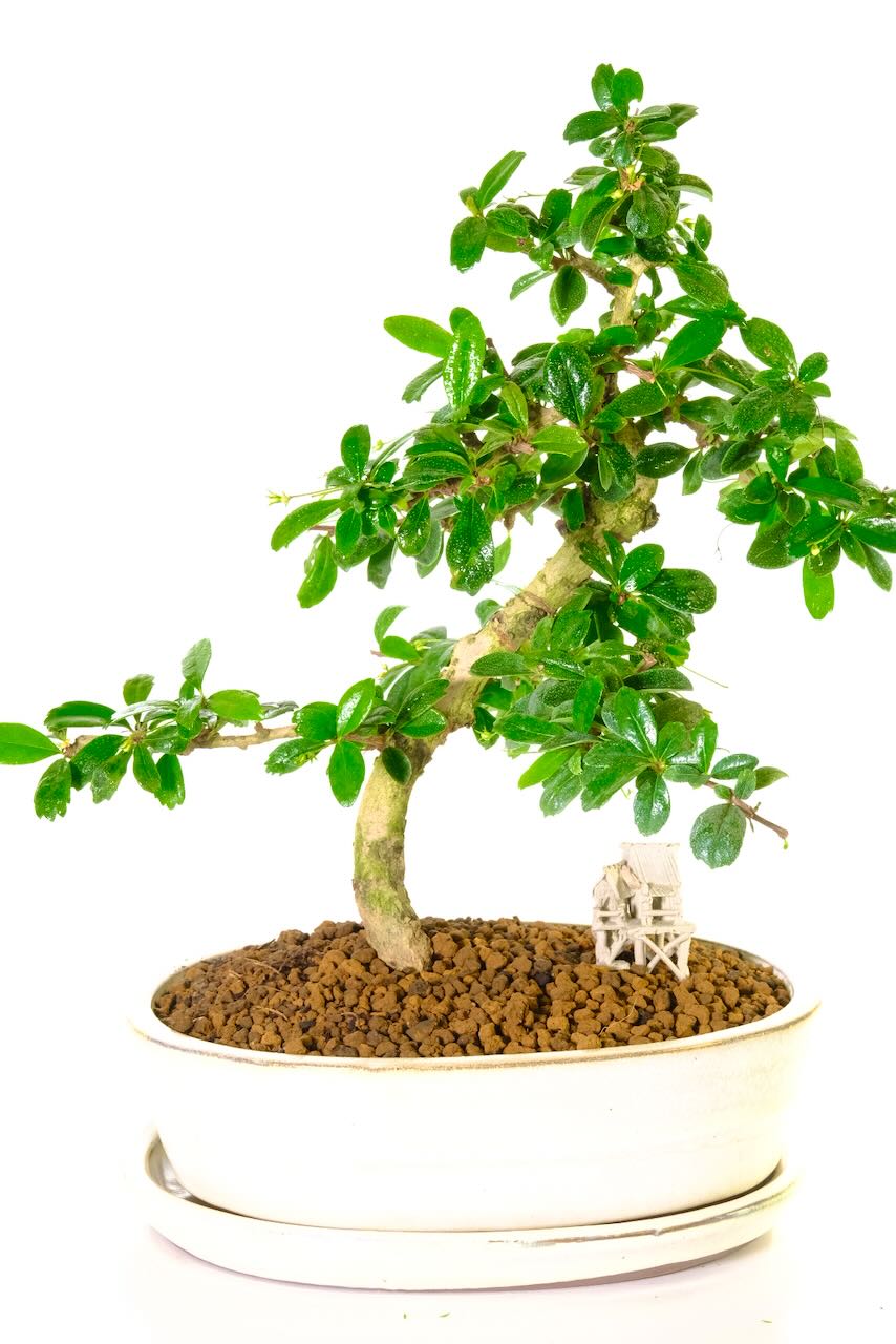 Premium Flowering Fukien Tea Bonsai Tree with Summer Blooms