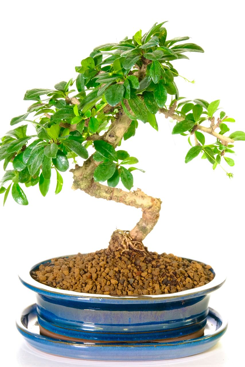 Fukien Tea Tree Flowering Bonsai with Serpentine Trunk
