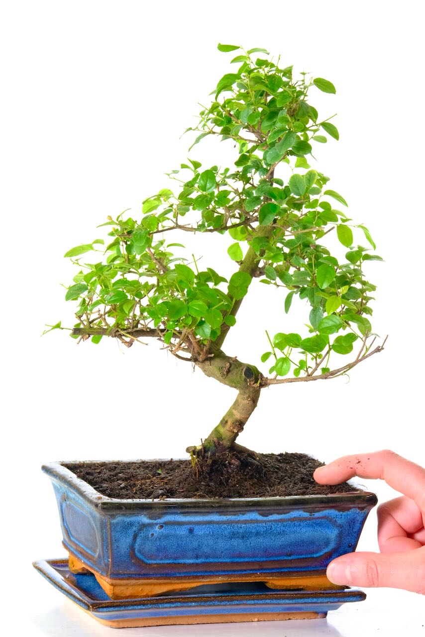 Sageretia Premium Range Bonsai for Sale UK | Lovely Colours