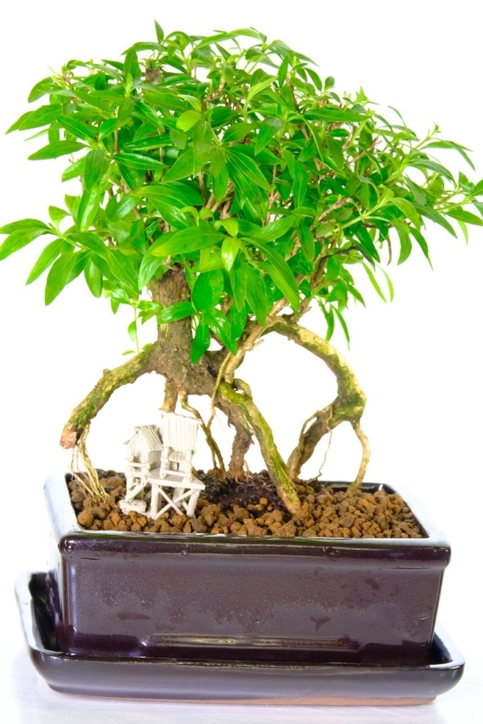 Serissa foetida Bonsai Tree | Multi-Stemmed Flowering Bonsai