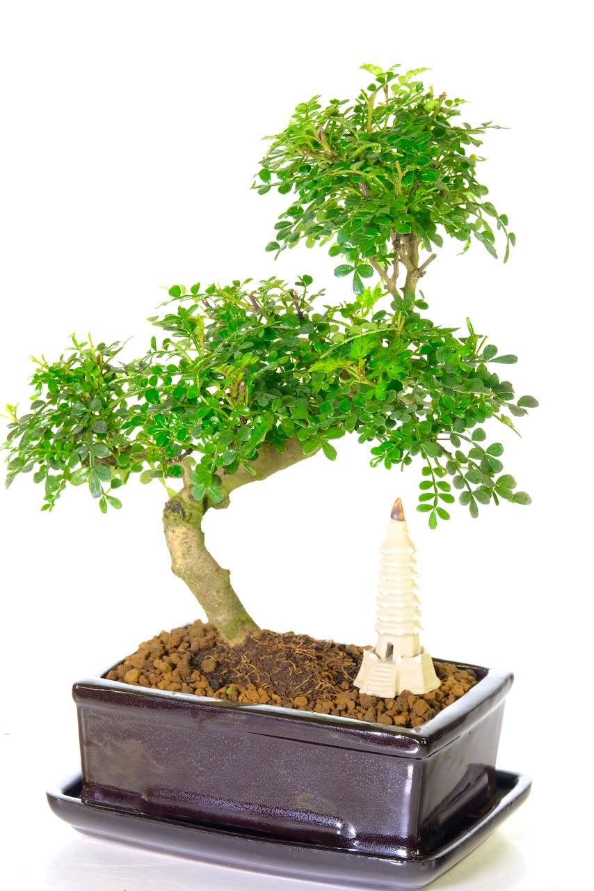 Beautifully Shaped Zanthoxylum Piperitum Tree Bonsai UK
