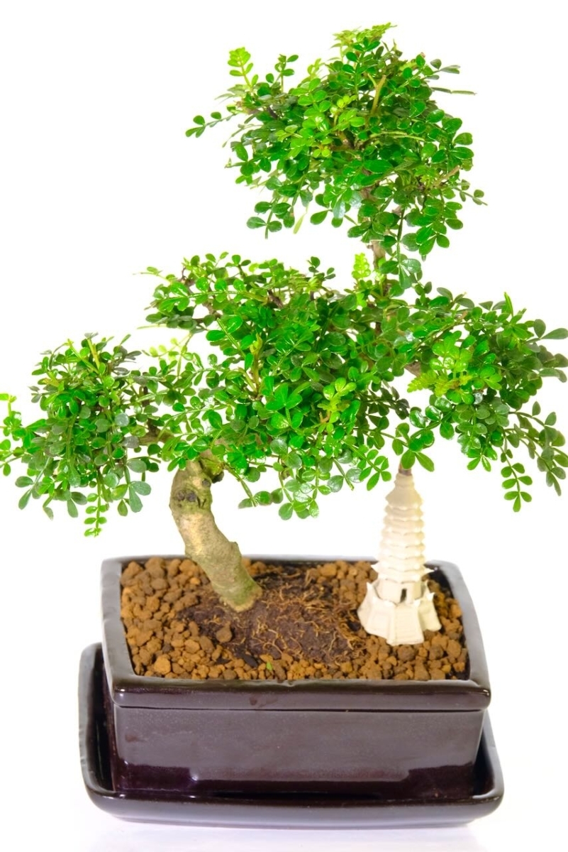 Beautifully Shaped Zanthoxylum Piperitum Tree Bonsai UK