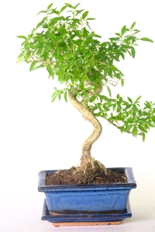 Serissa Plant | Shapely Tree of a Thousand Stars Bonsai UK