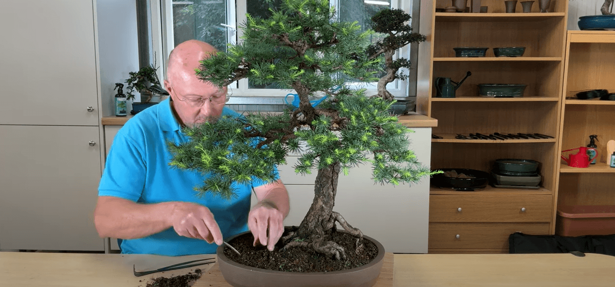 Bonsai Tree Maintenance: Caring for a 40-Year-Old Larch - Bonsai Trees ...