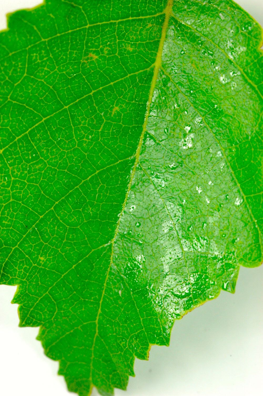Sticky leaves - Bonsai Trees for Sale UK