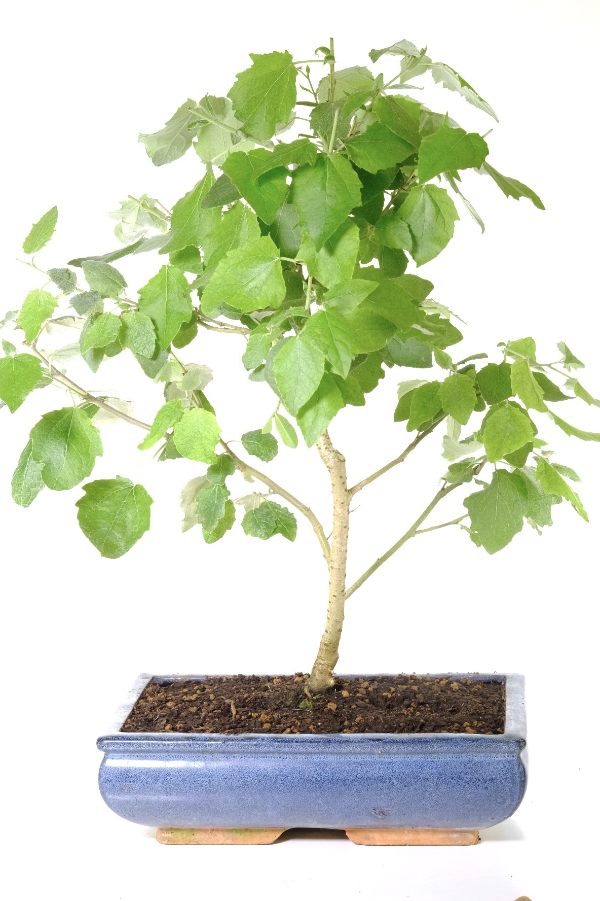 Aspen Bonsai - A Beautiful and Symbolic Gift for Beginners UK