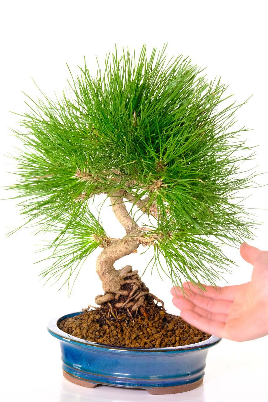 Japanese Black Pine Bonsai | Pinus thunbergii - 15 years old