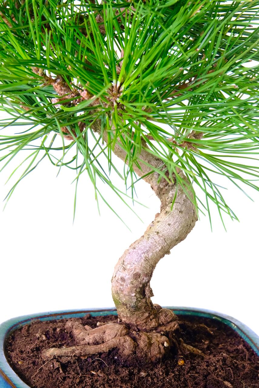 Pinus thunbergii Bonsai Tree | Japanese Black Pine ~ 13 years old