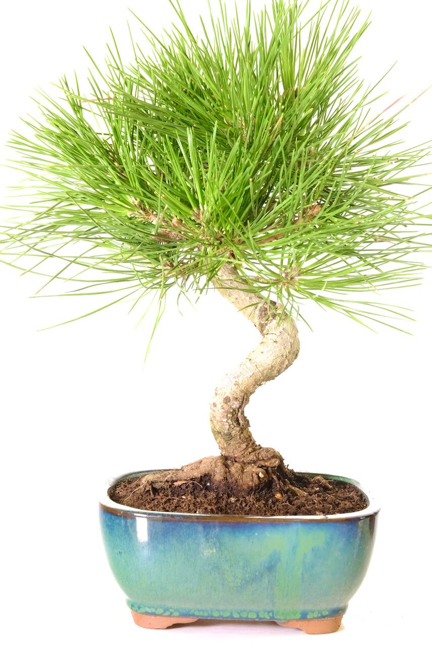 Pinus thunbergii Bonsai Tree | Japanese Black Pine ~ 13 years old
