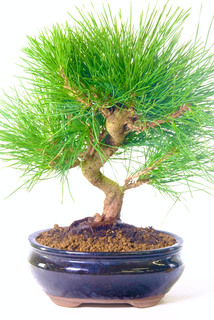 Japanese Black Pine Bonsai | Pinus thunbergii - 14 years old