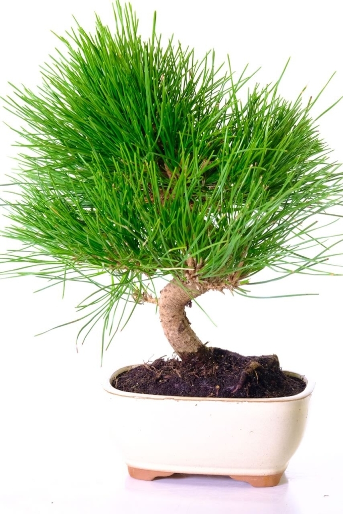 Our Range of Outdoor Bonsai Trees for Sale from Bonsai Direct