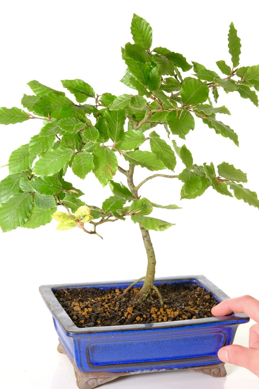 Lovely outdoor beech bonsai (fagus sylvatica) for Sale
